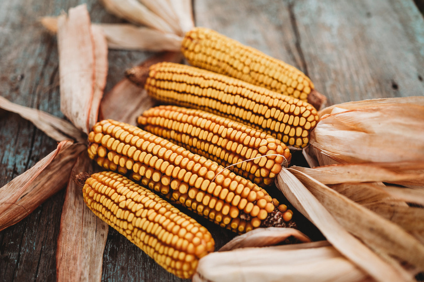 Minnesota 13 Corn: An Important Heirloom with a Secretive Past - Thresh ...