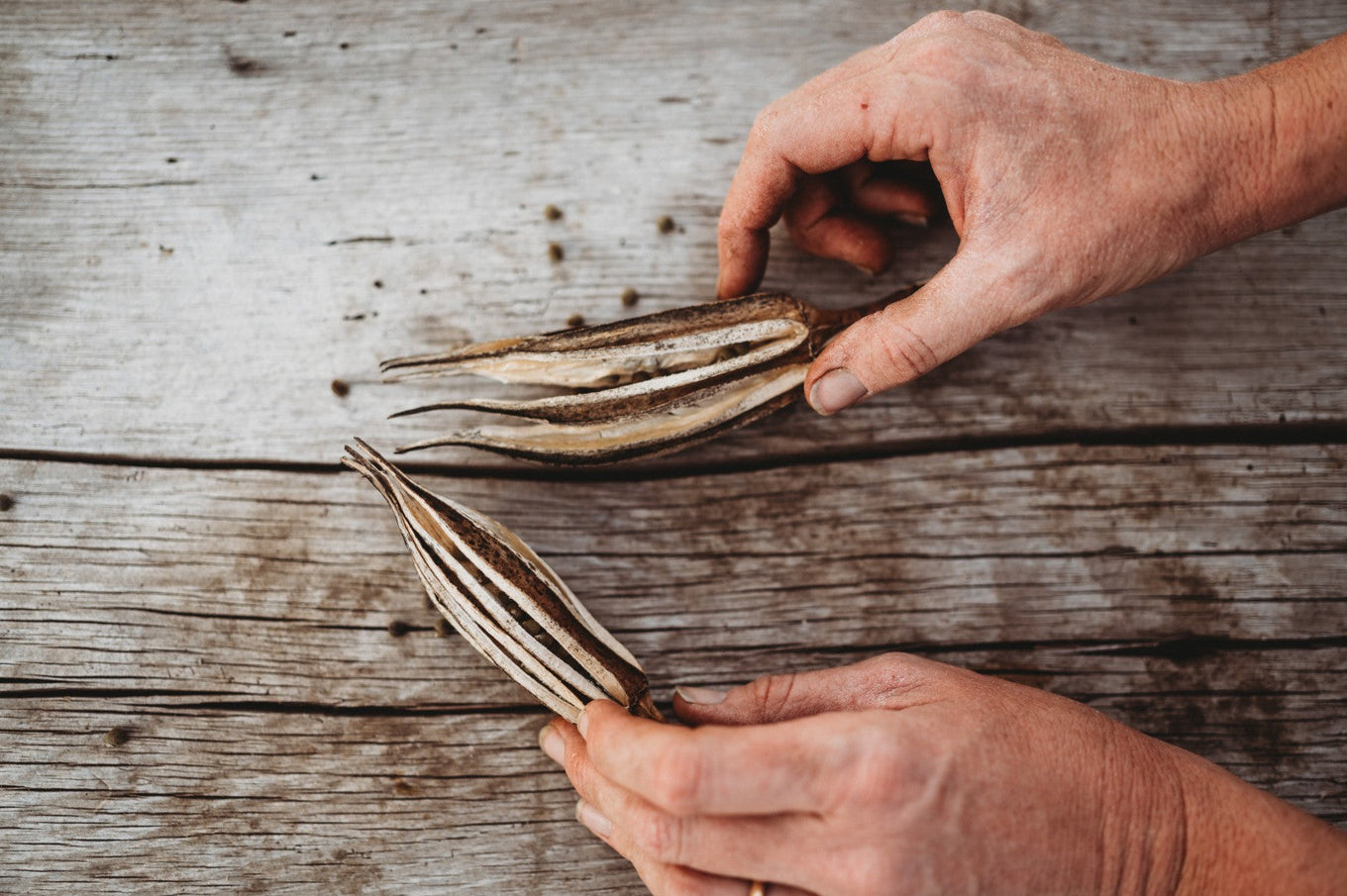 Do I Need to Detassel My Corn? - Thresh Seed Co.