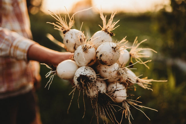 Do I Need to Detassel My Corn? - Thresh Seed Co.