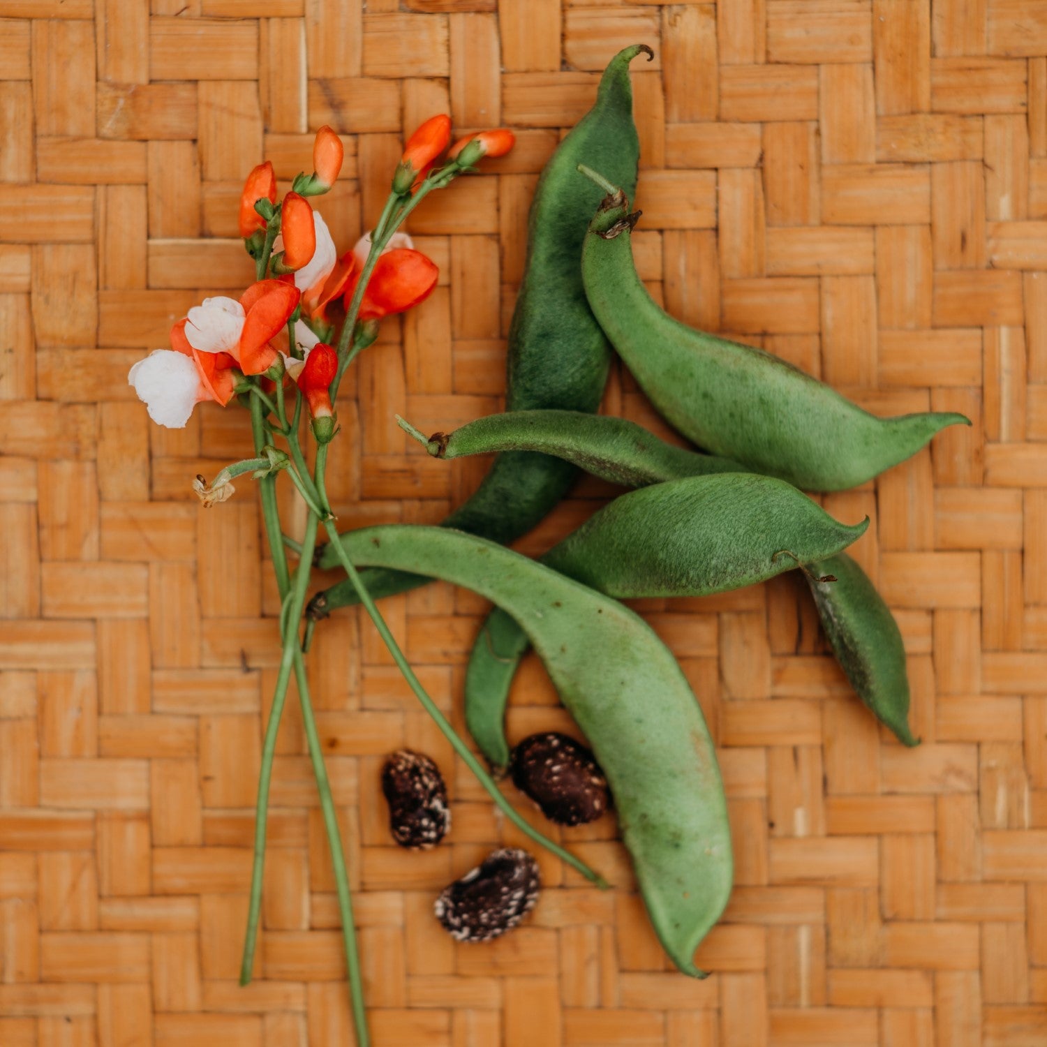 Runner Beans - Thresh Seed Co.