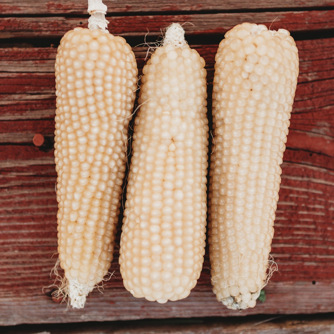 Heirloom Popcorn Seeds - Thresh Seed Co.