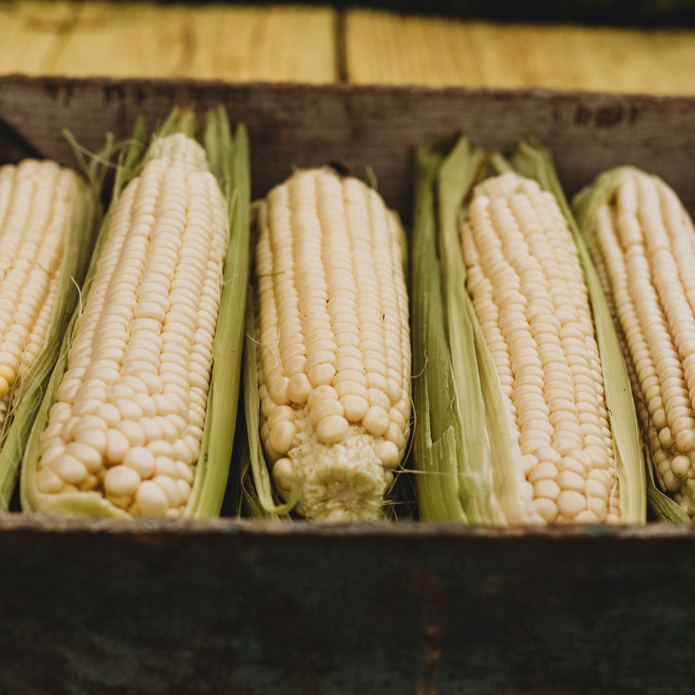 Sweet Corn - Thresh Seed Co.