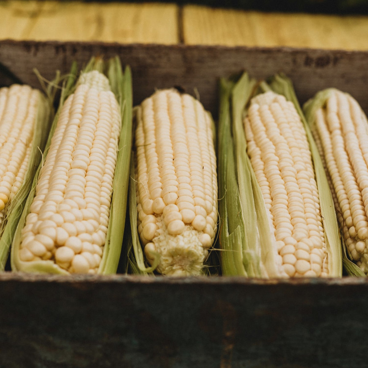 Sweet Corn - Thresh Seed Co.