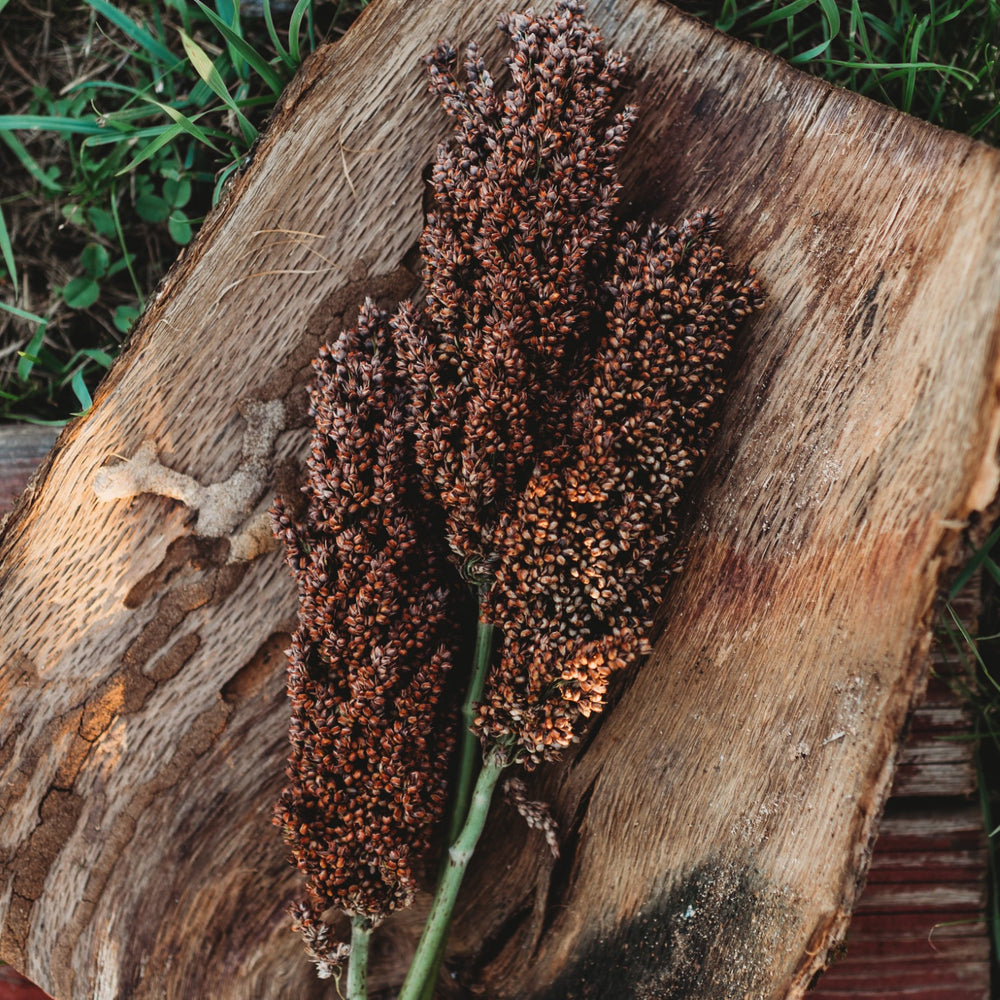 Grains - Thresh Seed Co.