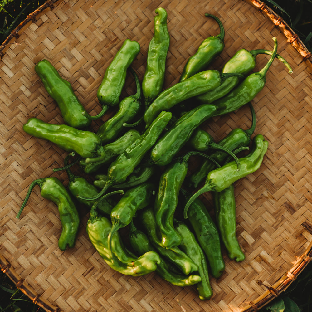 Heirloom Pepper Seeds - Thresh Seed Co.