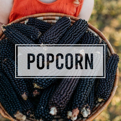 Heirloom Corn Seeds - Thresh Seed Co.