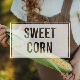 Heirloom Corn Seeds - Thresh Seed Co.