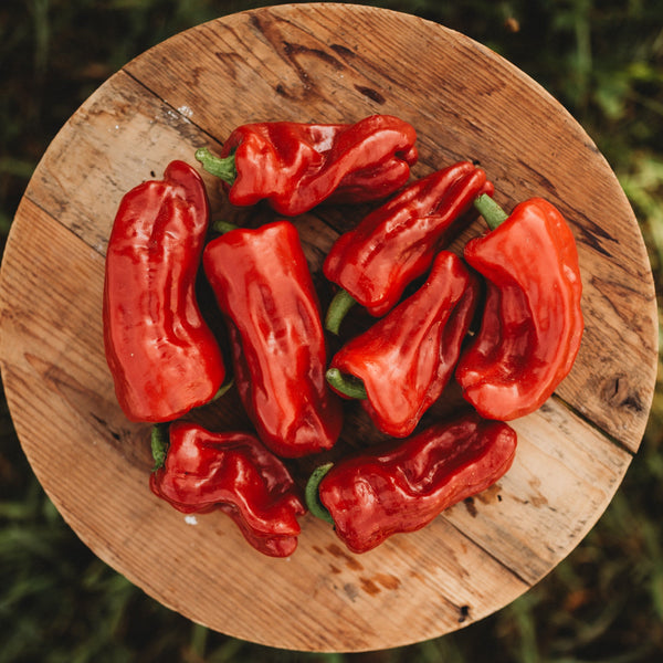 Heirloom Chile/Hot Pepper Seeds- Thresh Seed Co.