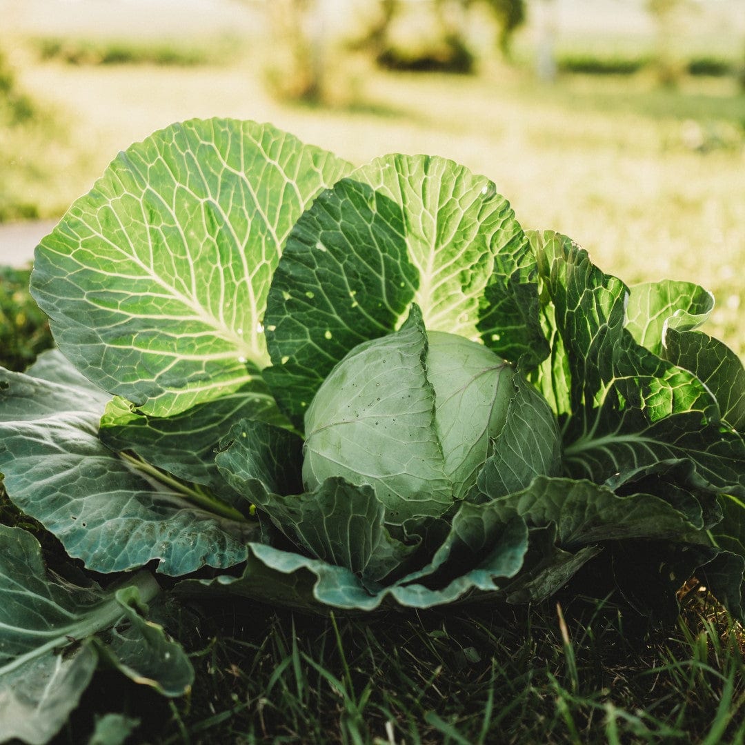 All Seasons Cabbage Seeds – Thresh Seed Co.