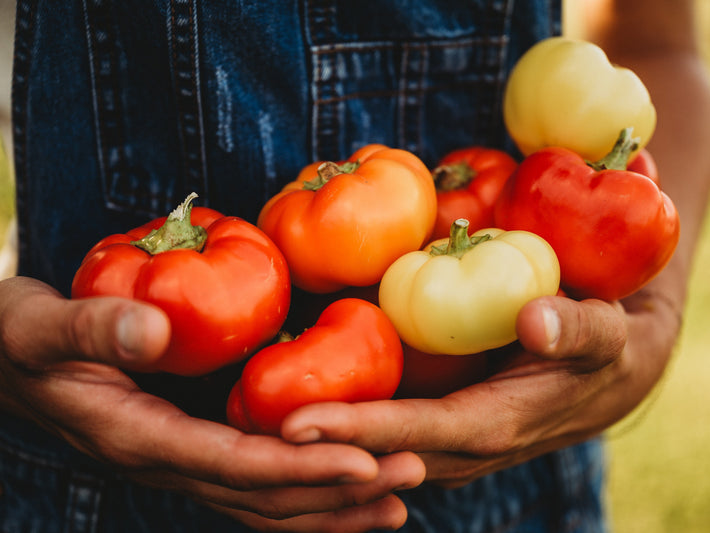 Alma Paprika Pepper Seeds - Thresh Seed Co.