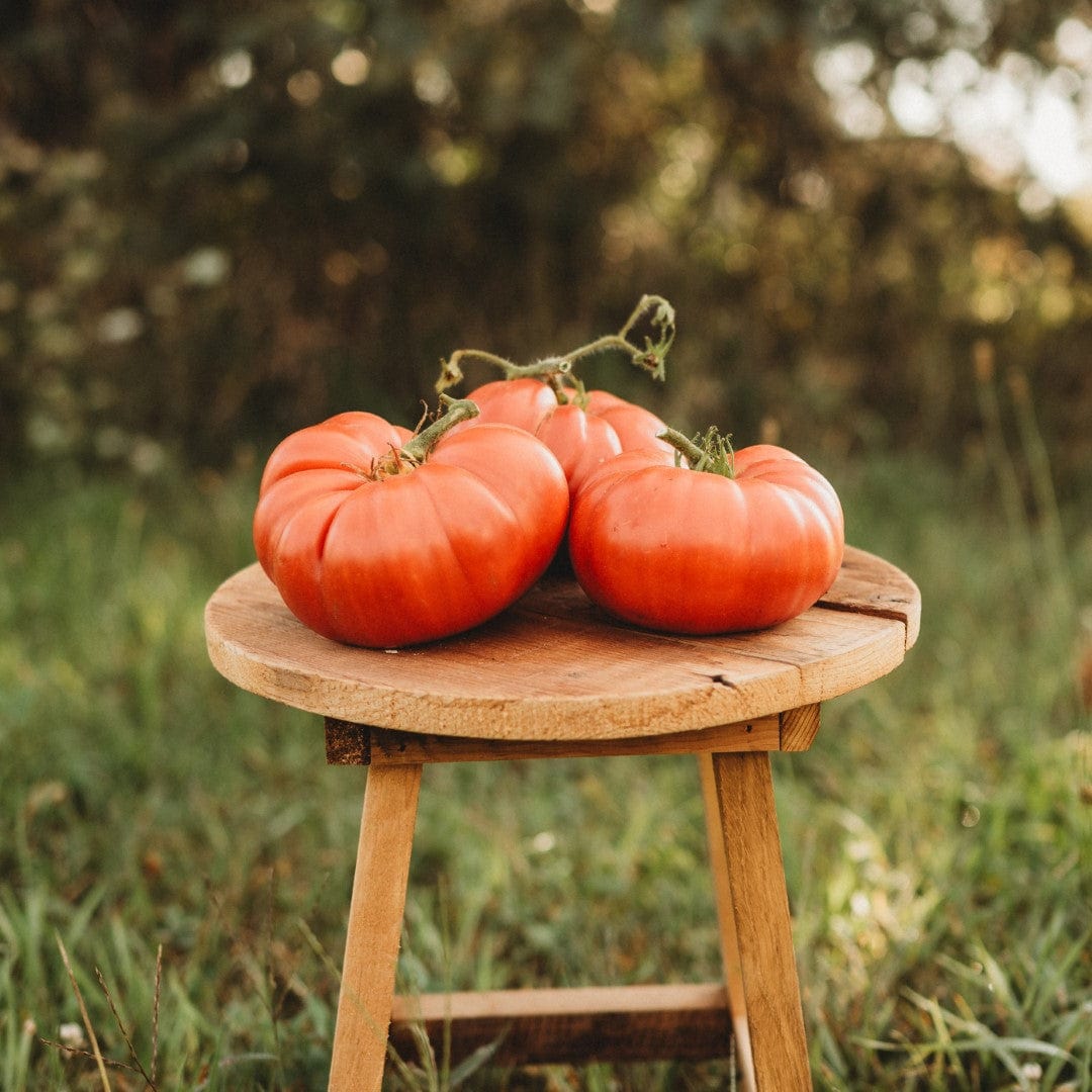 Andrew Rahart's Jumbo Red Tomato- Thresh Seed Co.
