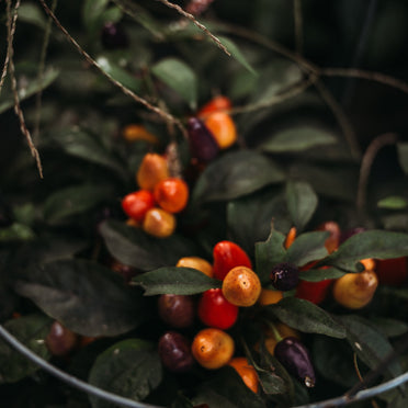 Aurora Pepper Seeds - Thresh Seed Co.