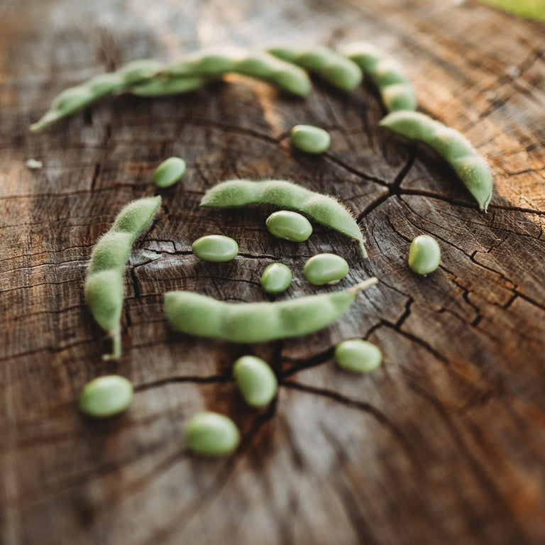 Heirloom Bean Seeds - Thresh Seed Co.