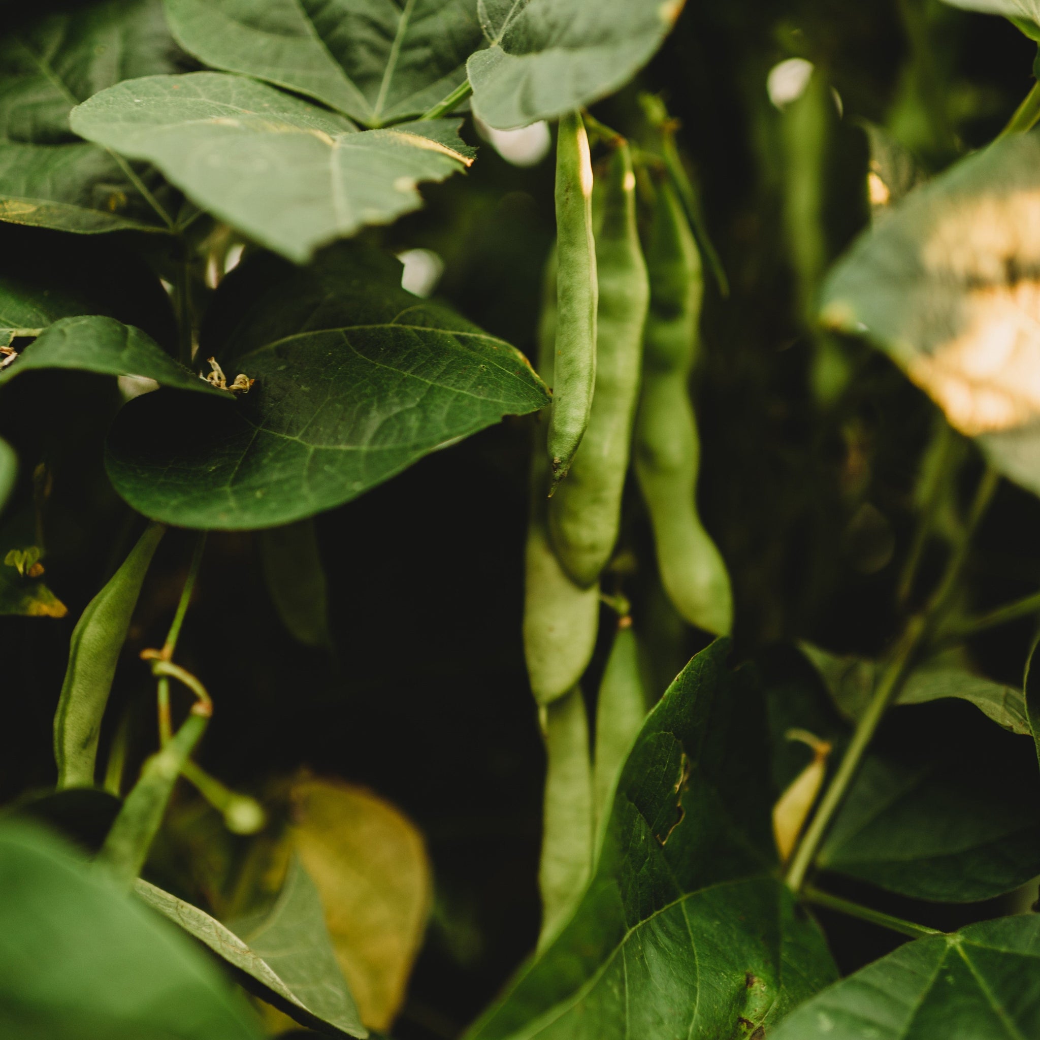 Blue Tip Half-Runner Bean - Thresh Seed Co.