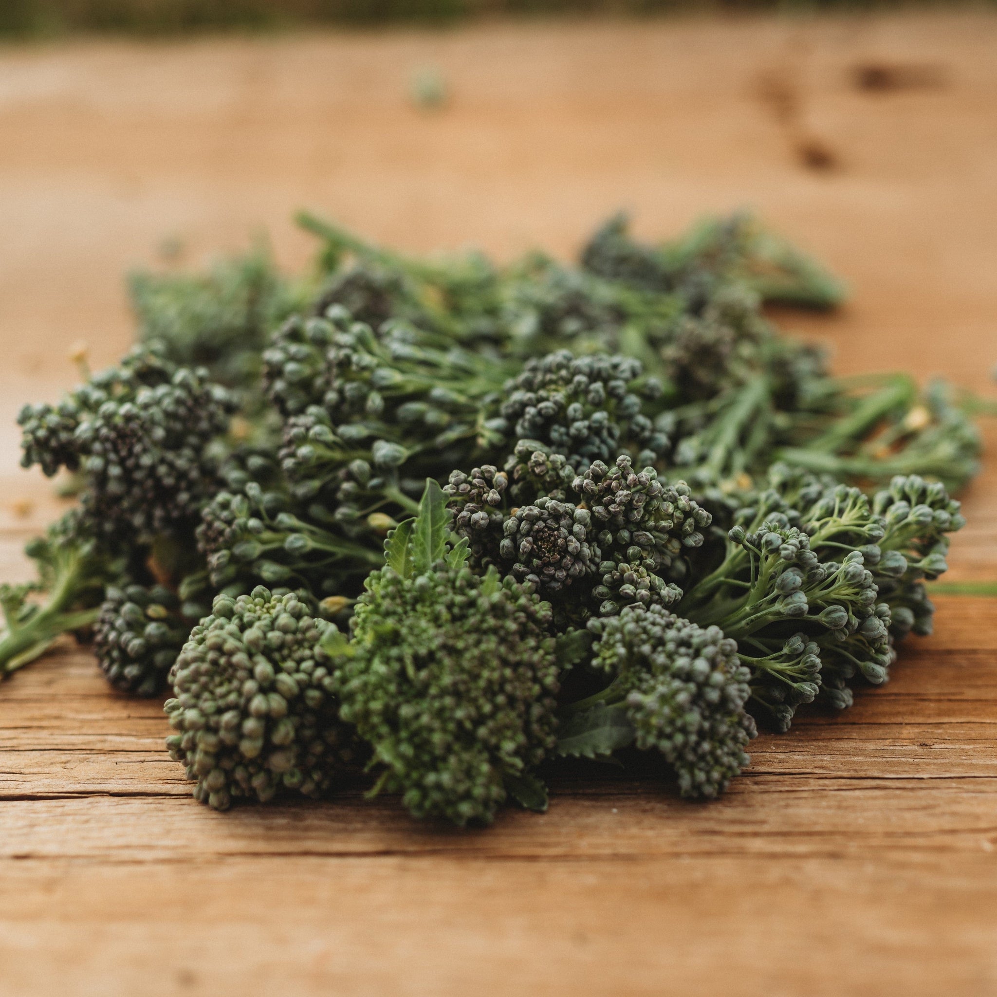 Calabrese Green Sprouting Broccoli – Thresh Seed Co.
