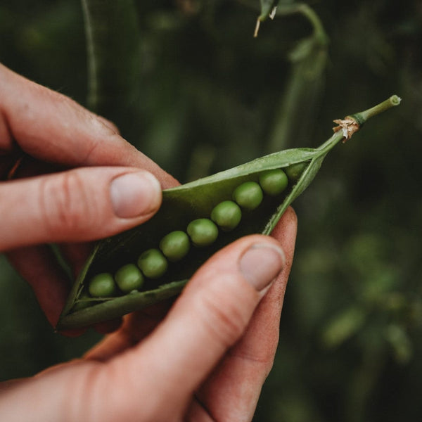 Heirloom Pea Seeds - Thresh Seed Co.