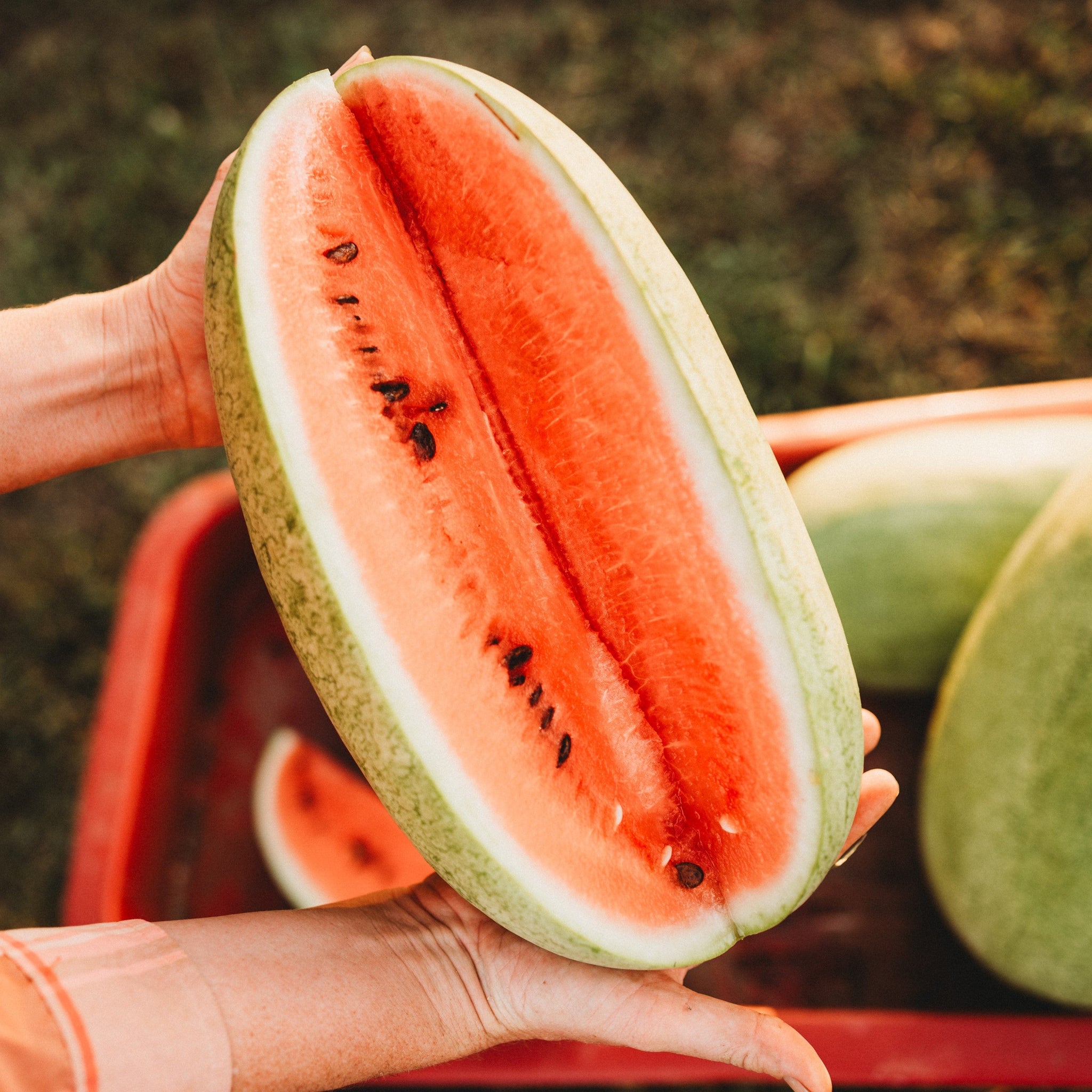 Charleston Gray Watermelon - Thresh Seed Co.