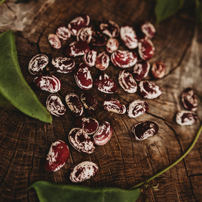 Heirloom Bean Seeds - Thresh Seed Co.