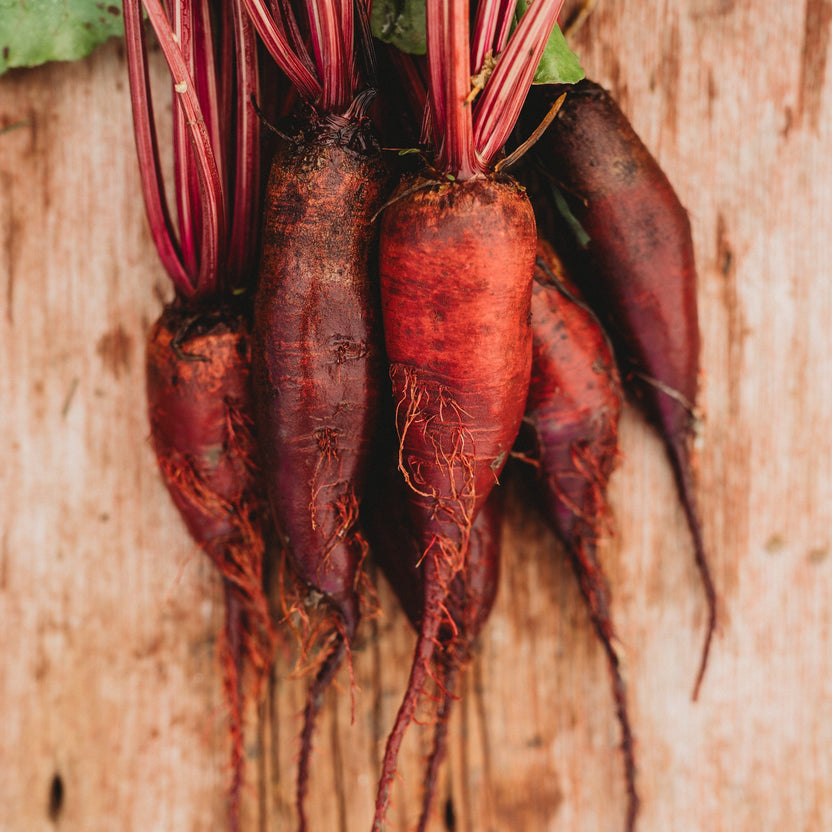 Cylindra Beet - Thresh Seed Co.
