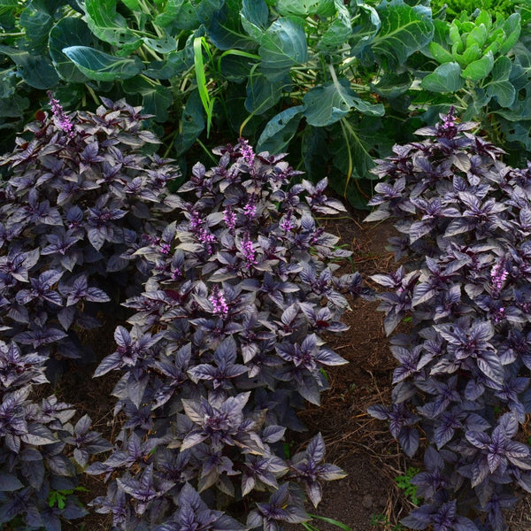 Dark Opal Basil – Thresh Seed Co.