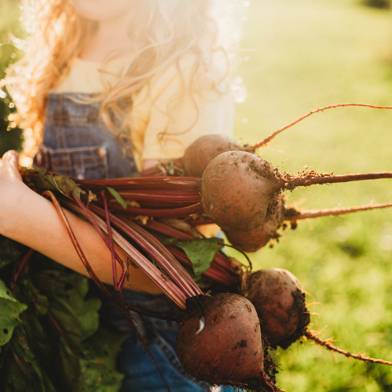 Heirloom Beet Varieties - Thresh Seed Co.