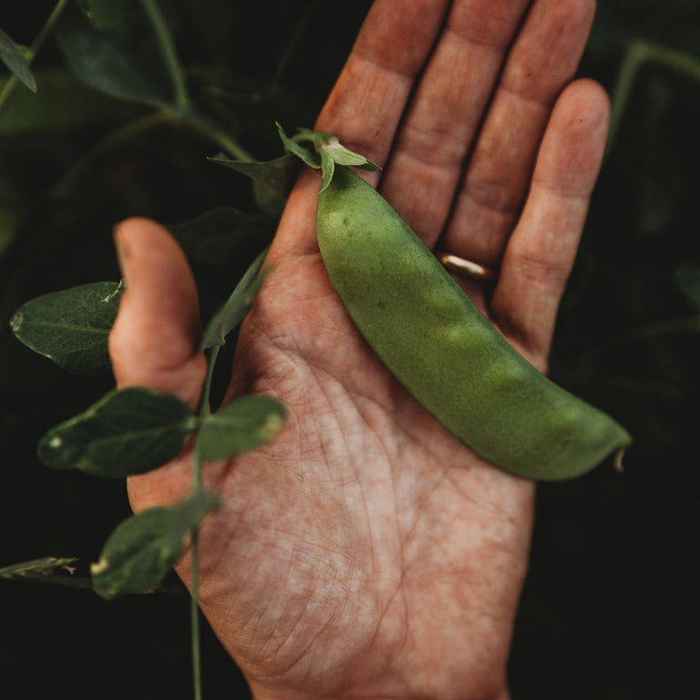 Heirloom Pea Seeds - Thresh Seed Co.