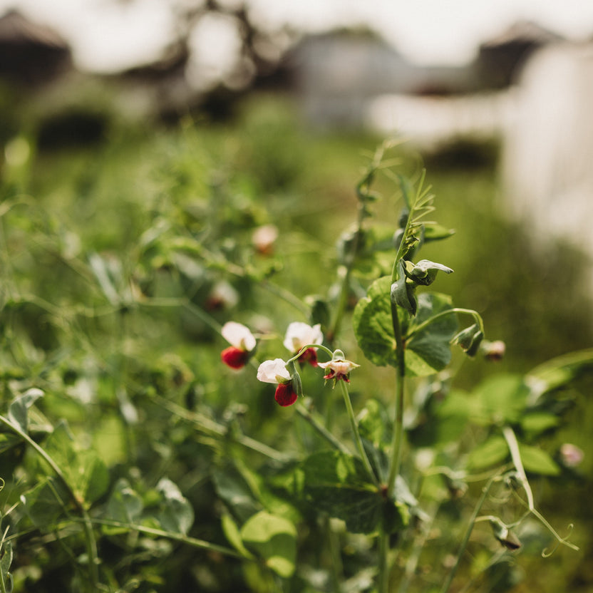Dwarf Grey Sugar Snap Pea - Thresh Seed Co.