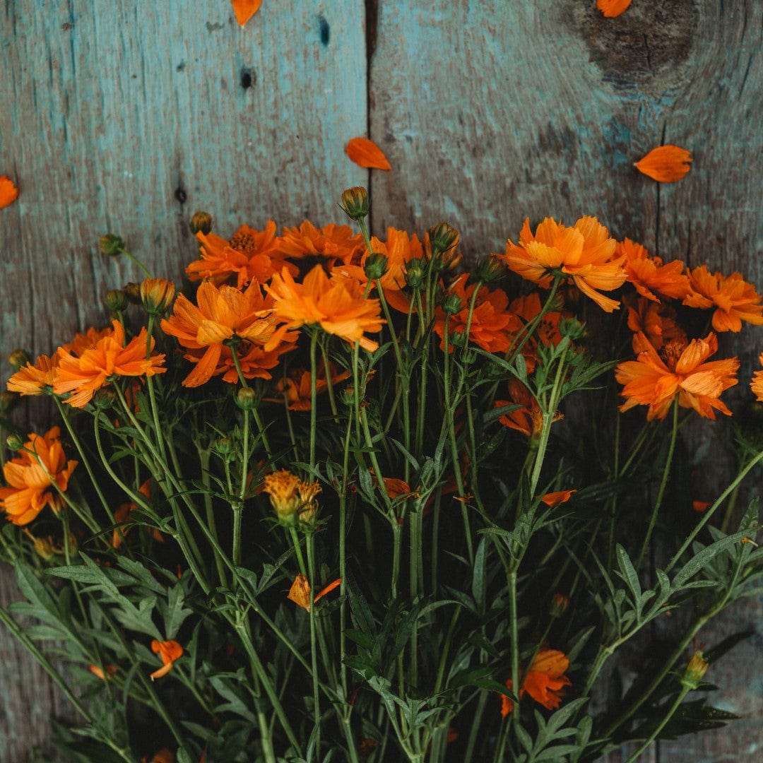 Dwarf Orange Sulphur Cosmos- Thresh Seed Co.