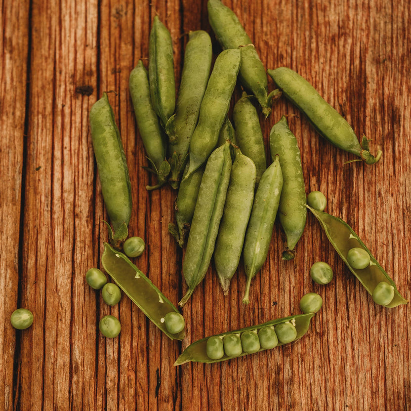 Early Alaska Pea - Thresh Seed Co.