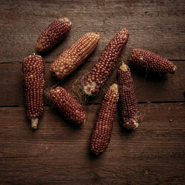 Heirloom Popcorn Seeds - Thresh Seed Co.