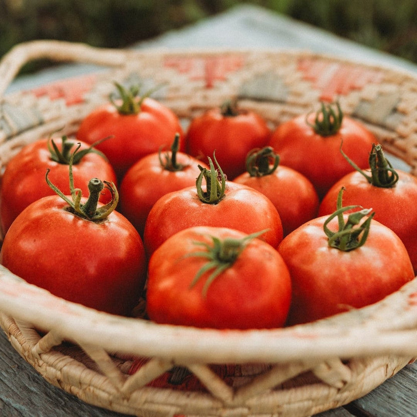Eva Purple Ball Tomato - Thresh Seed Co.