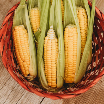 Extra Early Golden Bantam Sweet Corn - Thresh Seed Co.