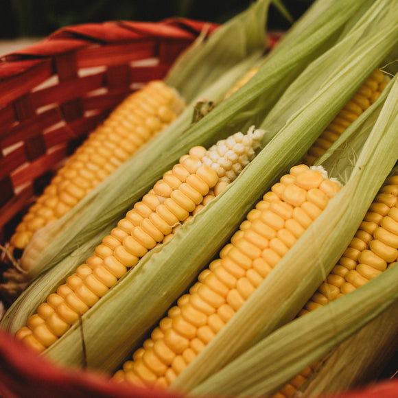 Extra Early Golden Bantam Sweet Corn - Thresh Seed Co.