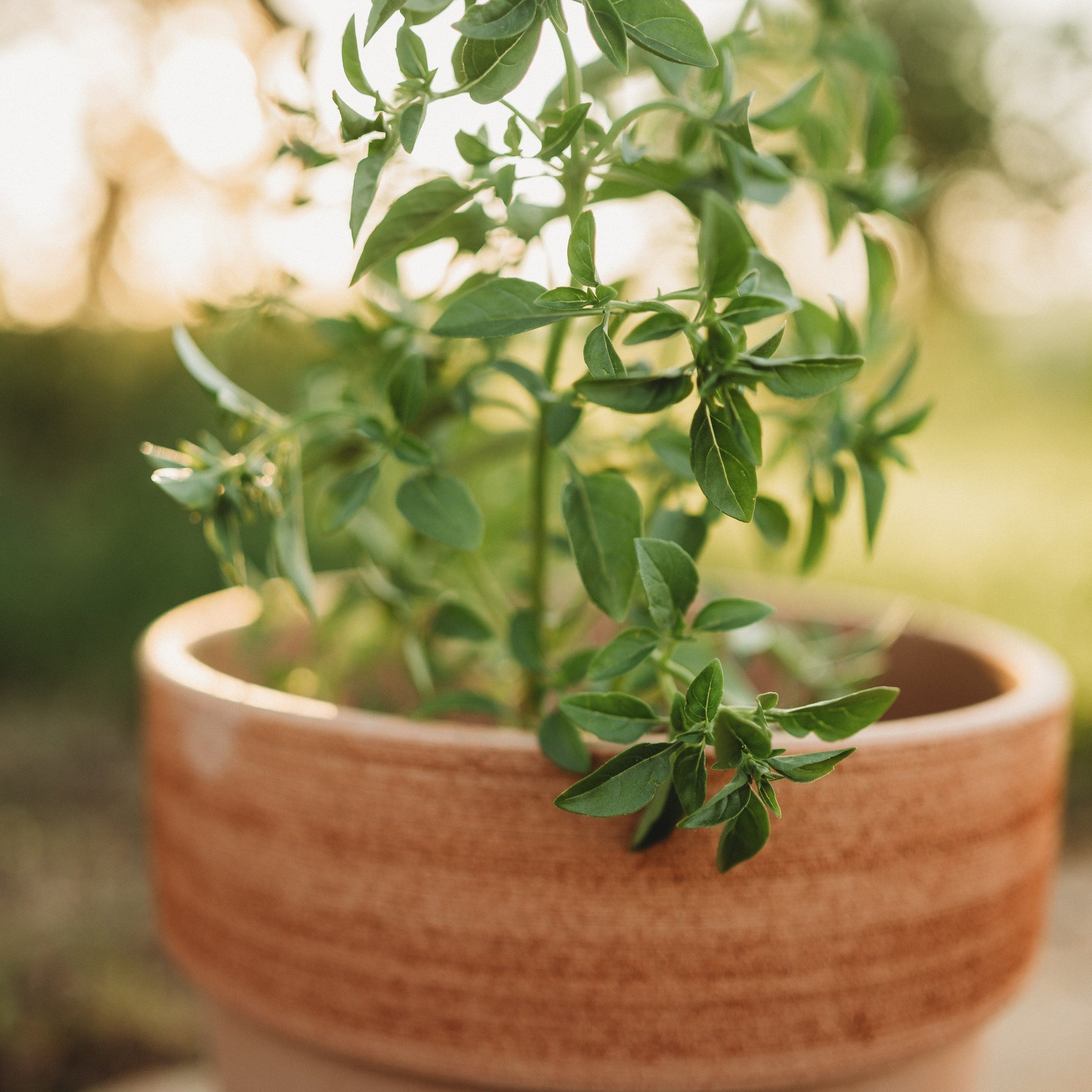 Fino Verde Basil - Thresh Seed Co.