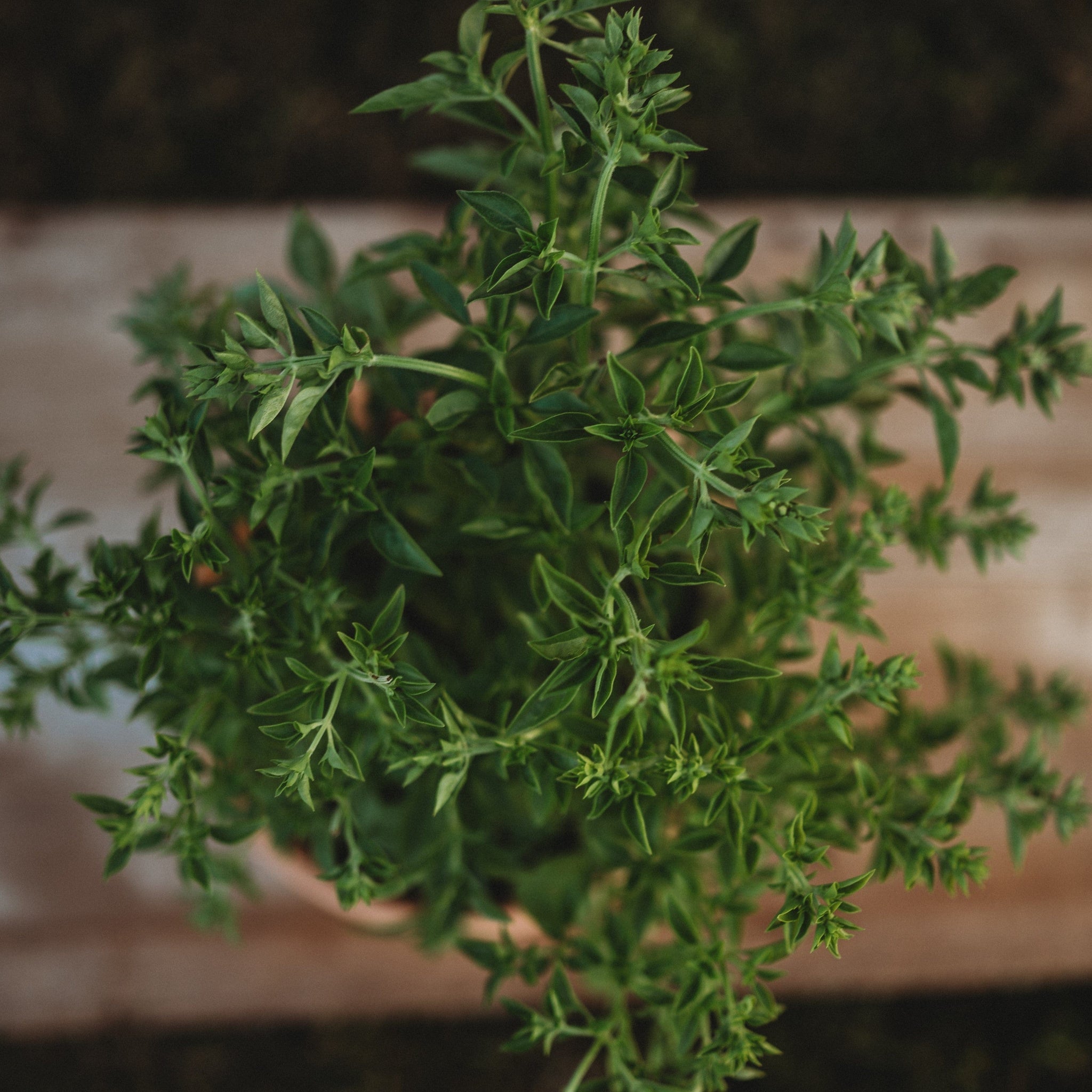 Fino Verde Basil - Thresh Seed Co.