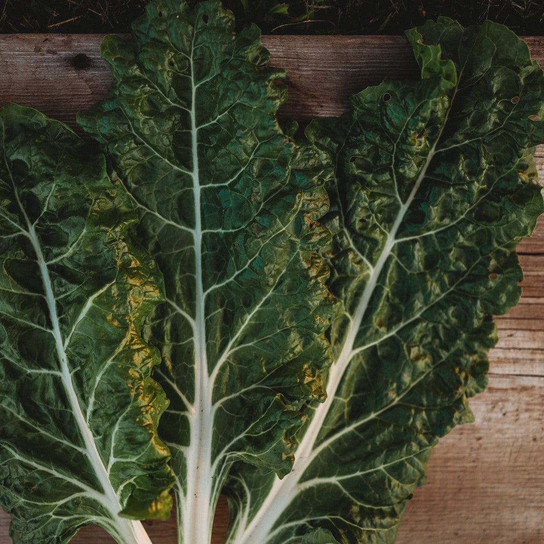 Fordhook Giant Swiss Chard - Thresh Seed Co.