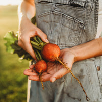 Winfield Pole Lima Bean - Thresh Seed Co.