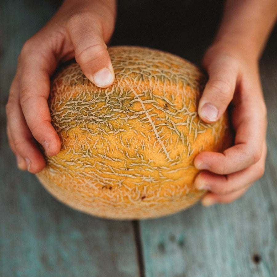Heirloom Melon/Muskmelon Seeds - Thresh Seed Co.