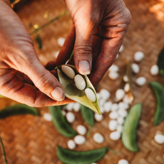 White Globe Radish - Thresh Seed Co.