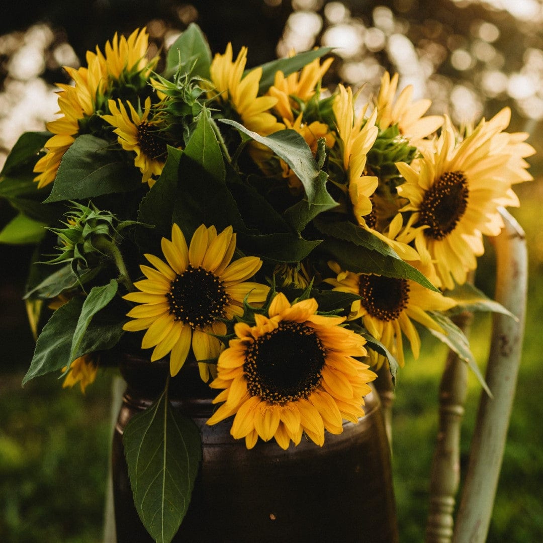 Henry Wilde Sunflower- Thresh Seed Co.
