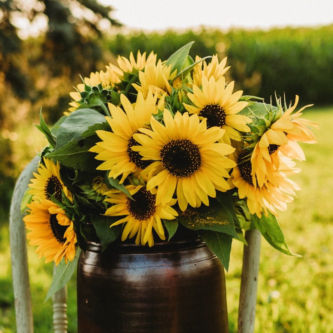 Henry Wilde Sunflower- Thresh Seed Co.