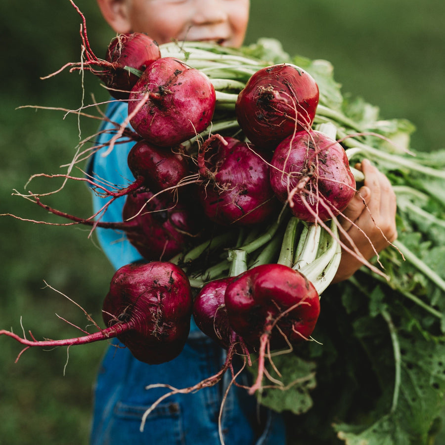 Heirloom Turnip Seeds - Thresh Seed Co.
