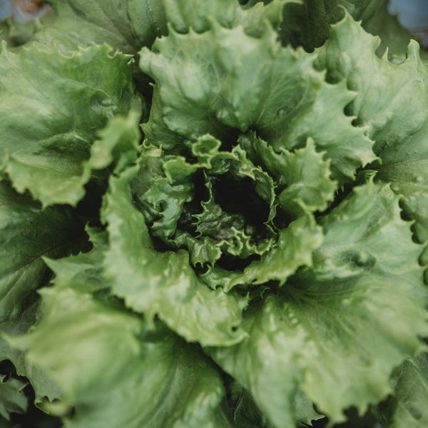 Ice Queen Heading Lettuce - Thresh Seed Co.