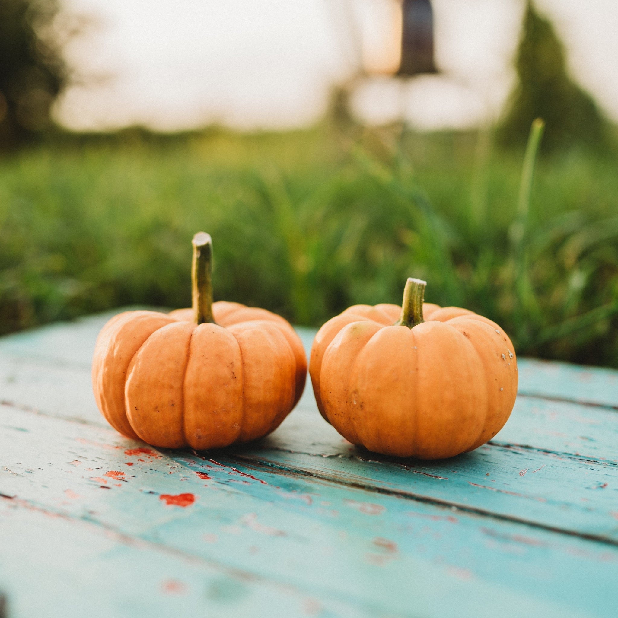 Jack Be Little Pumpkin - Thresh Seed Co.