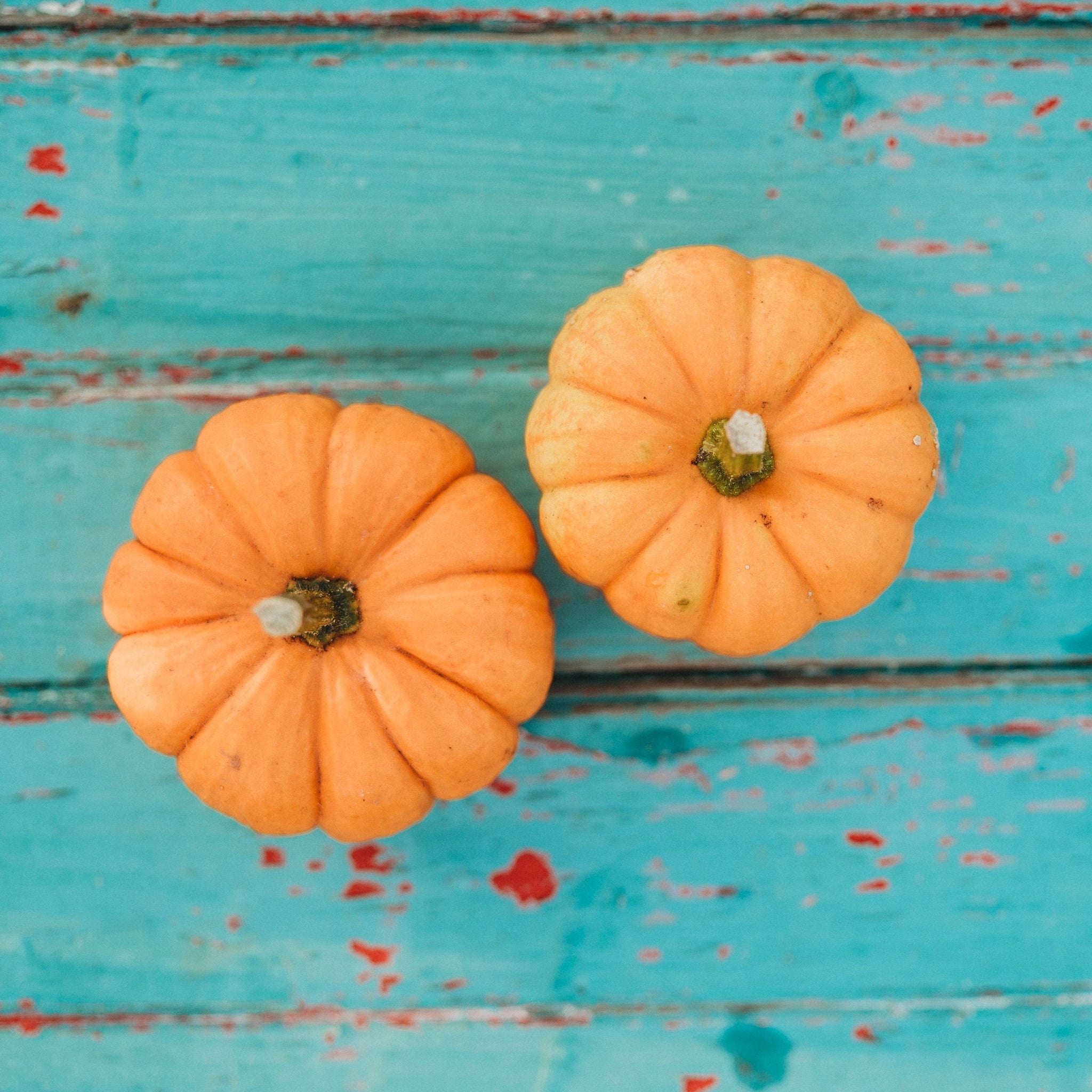 Jack Be Little Pumpkin - Thresh Seed Co.