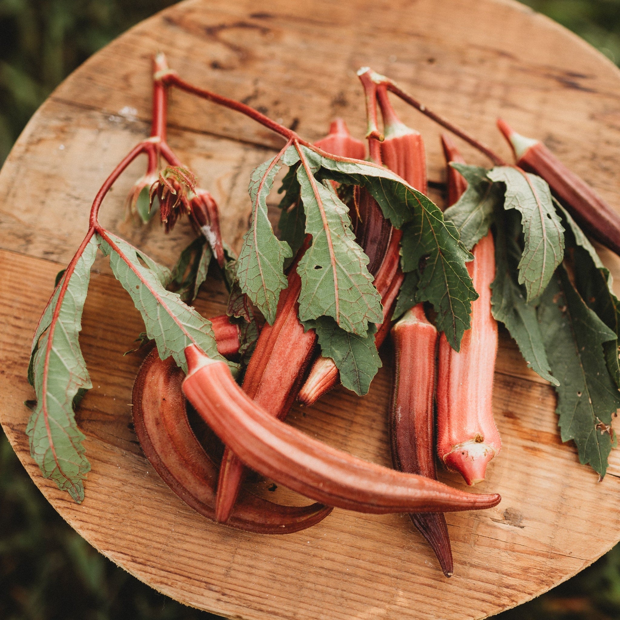 Jing Orange Okra - Thresh Seed Co.