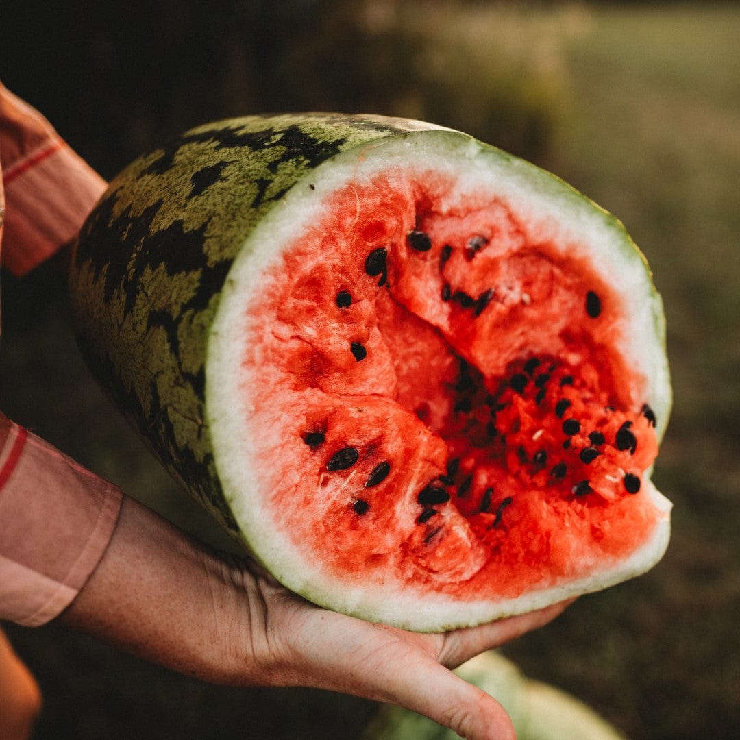 Jubilee Watermelon - Thresh Seed Co.