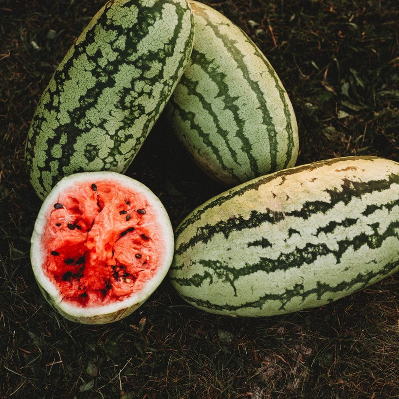 Heirloom Watermelon Varieties - Thresh Seed Co.