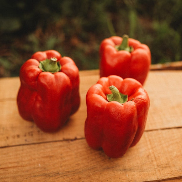 Keystone Resistant Giant Bell Pepper - Thresh Seed Co.