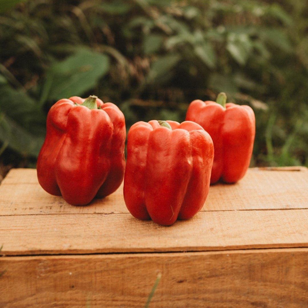 Keystone Resistant Giant Bell Pepper - Thresh Seed Co.
